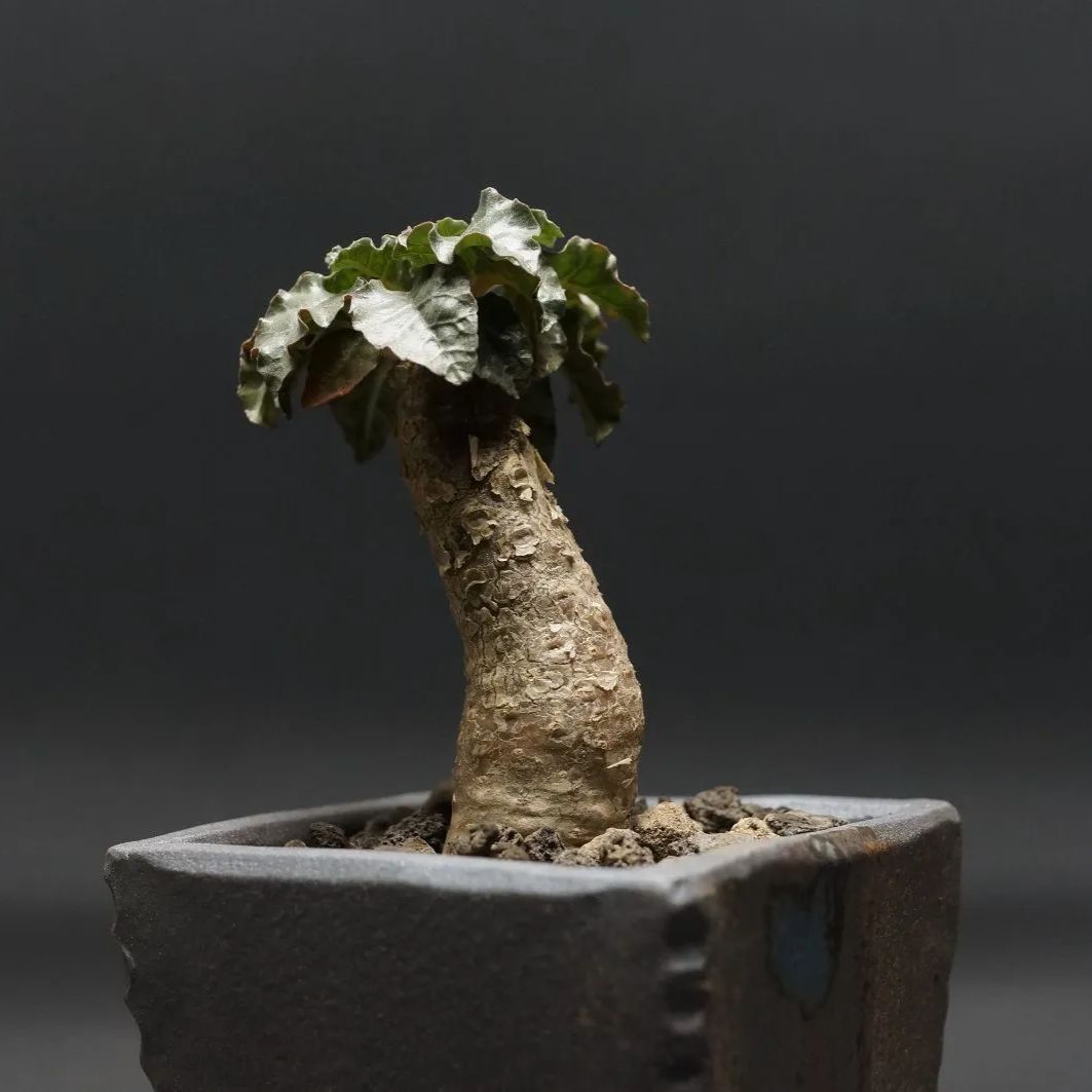 Dorstenia gypsophila×horwoodii Dorstenia gypsophila×horwoodii