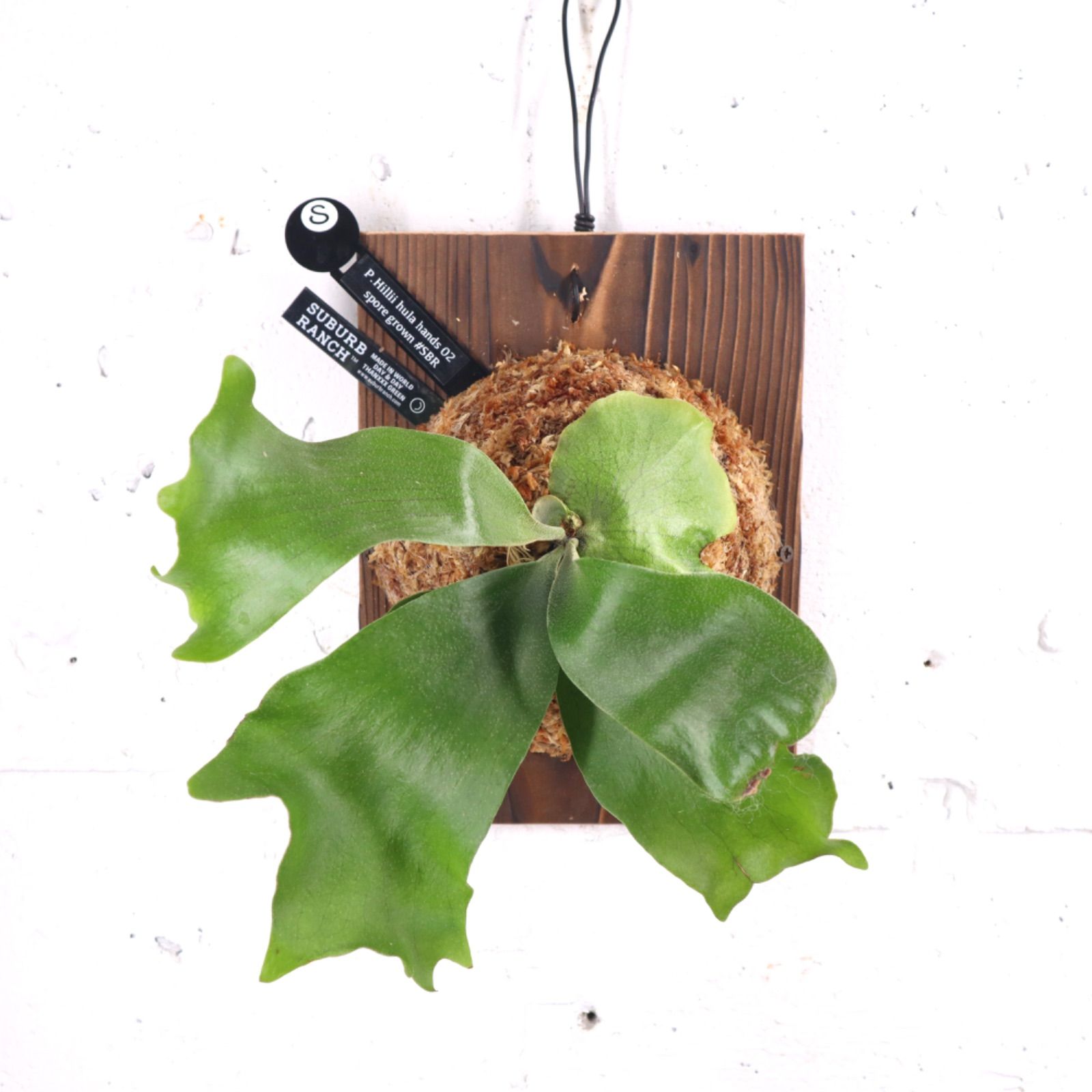 P1428 ビカクシダ ヒリー フラハンズ P. hillii cv. hulahands spore ハンギング コウモリラン 板付け 観葉植物 人気植物 ビザールプランツ - SUBURB ...