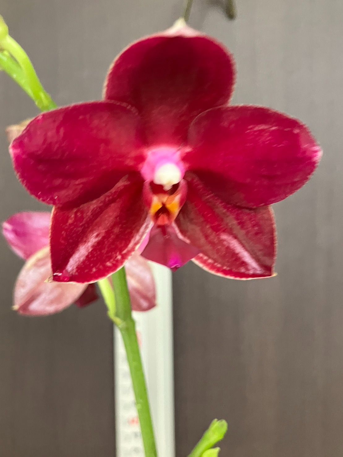 洋蘭 Phal. Ho's Black Cherub つぼみ付 SOH-F-325 - メルカリ