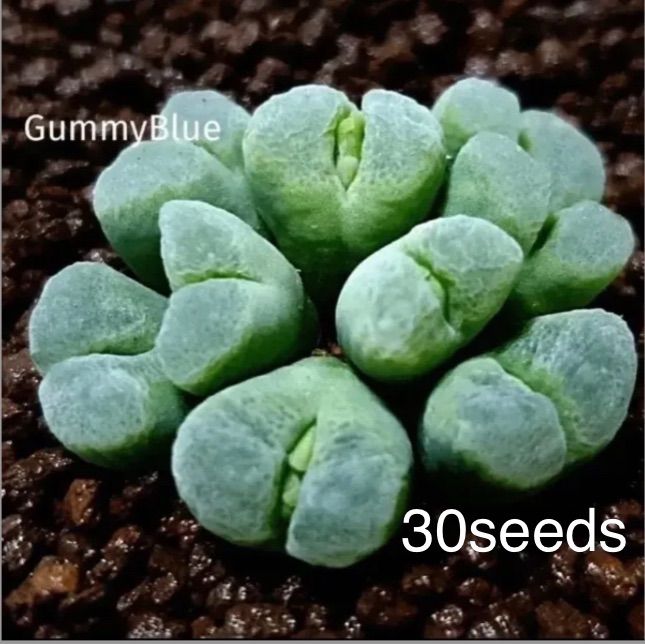 多肉植物 コノフィツム ロングム Conophytum longum - メルカリ