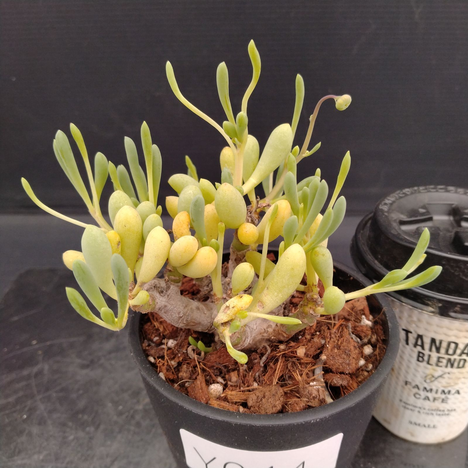 Y044【新入荷！】オトンナ グラビフォリア（発根株・鉢植え）【塊根植物】 - メルカリ