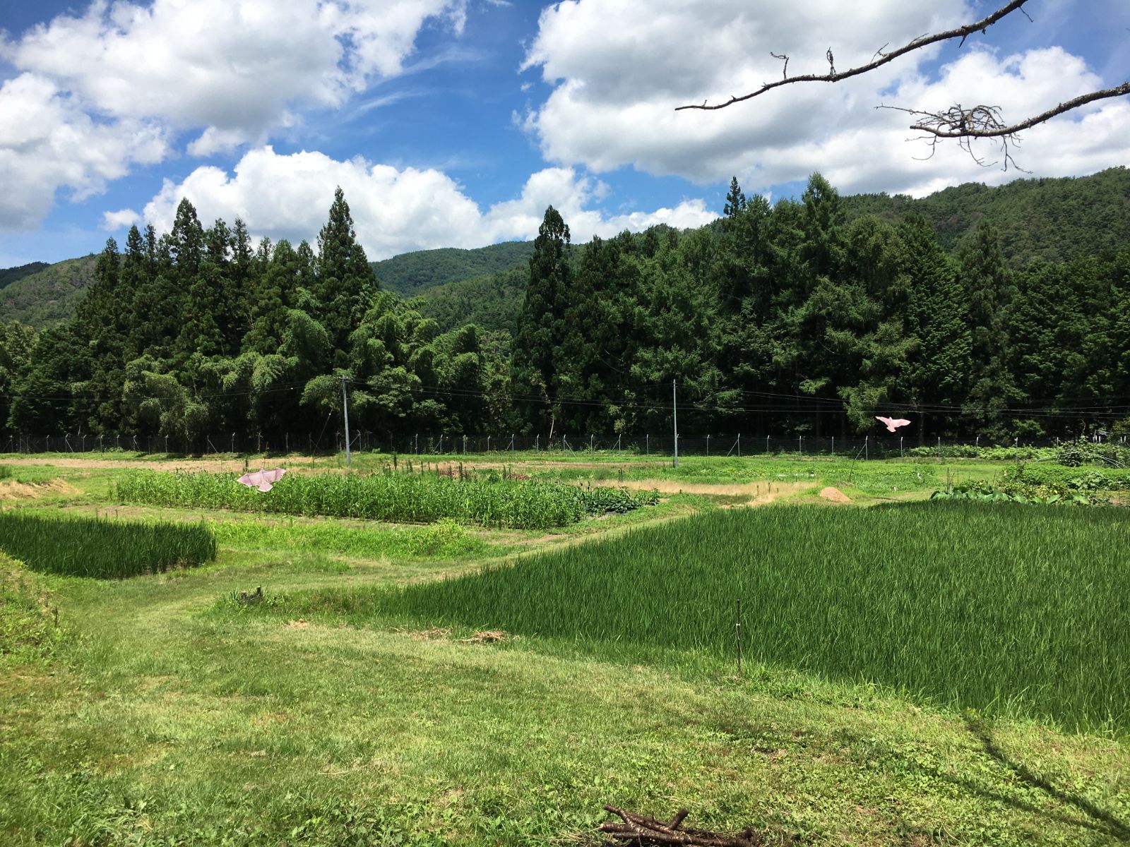 Taddy's Farm - メルカリShops
