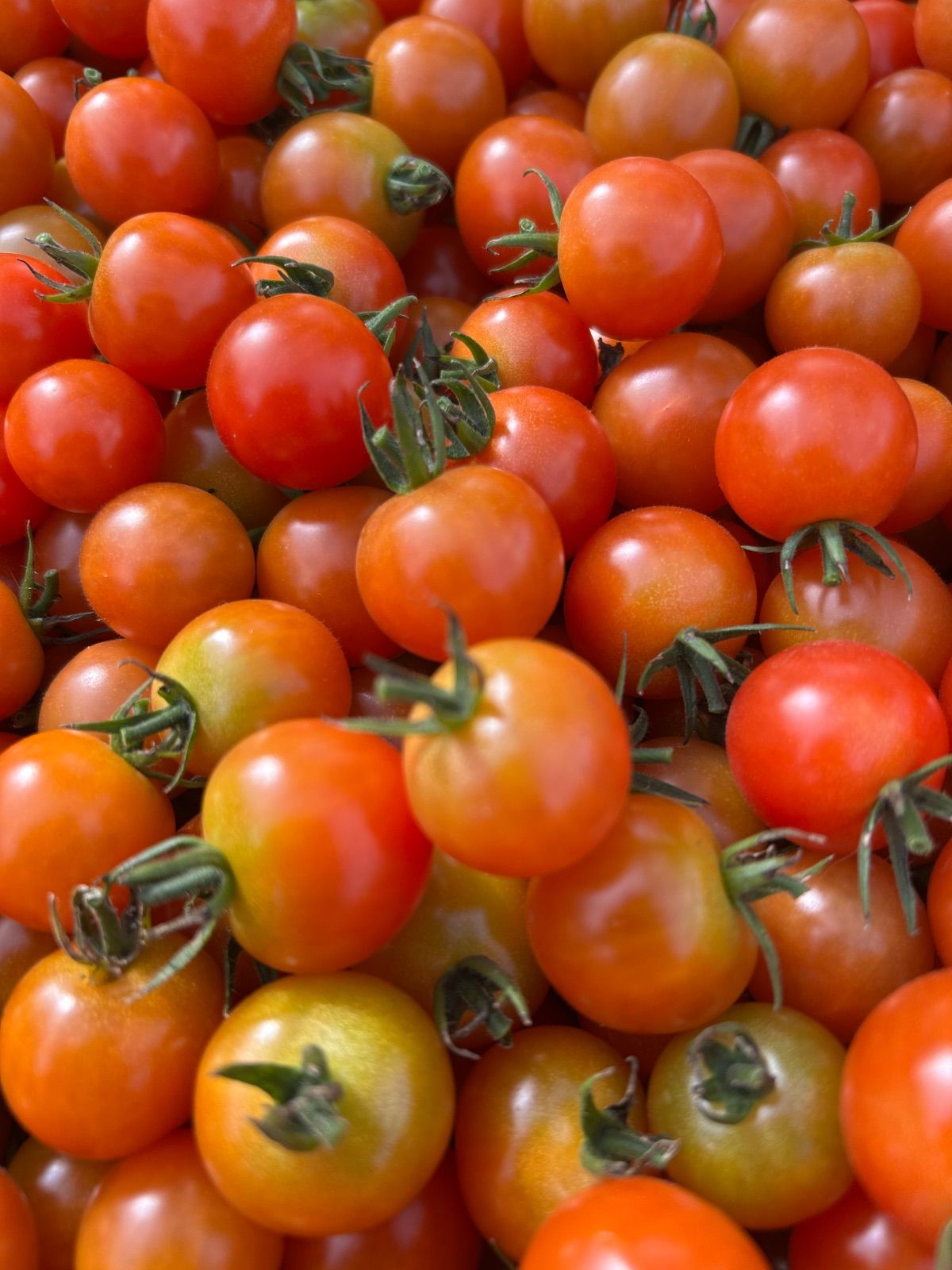 北海道オホーツク産ミニトマト 訳あり2.5kg - メルカリ