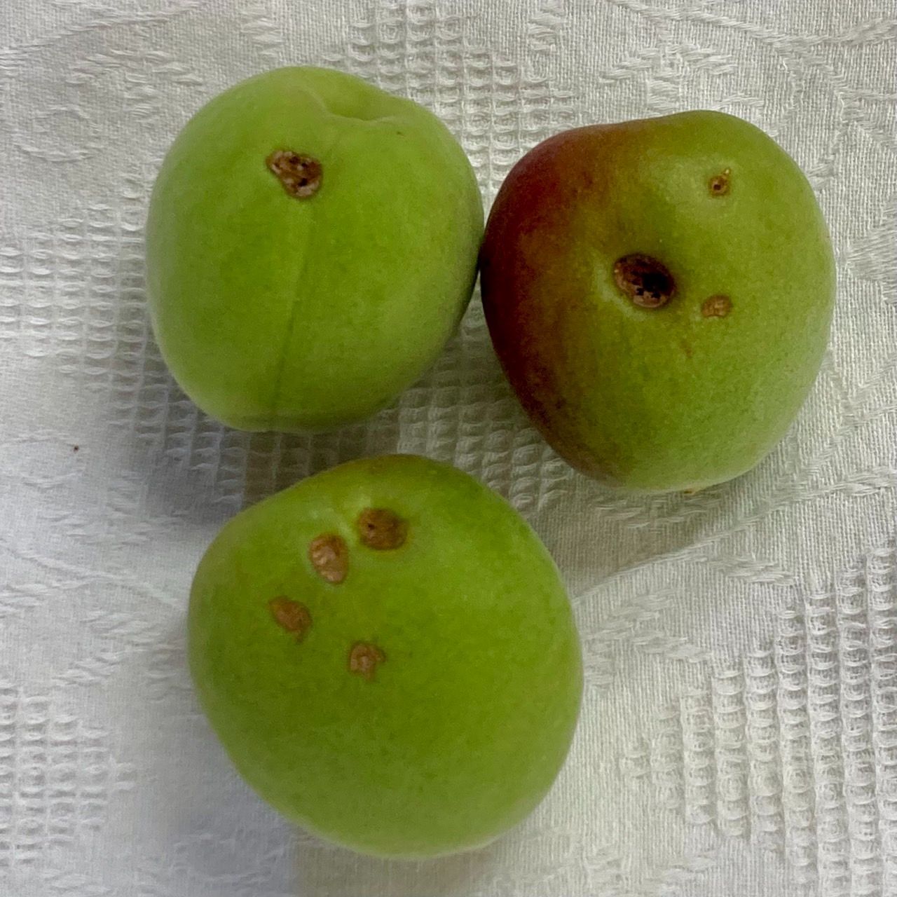 6月1日発送 ＜数量限定・訳アリ＞和歌山県産 南高梅 L～4L 10kg - メルカリ