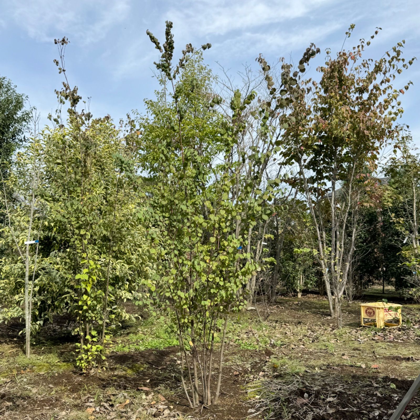 【株立】カツラ - メルカリ