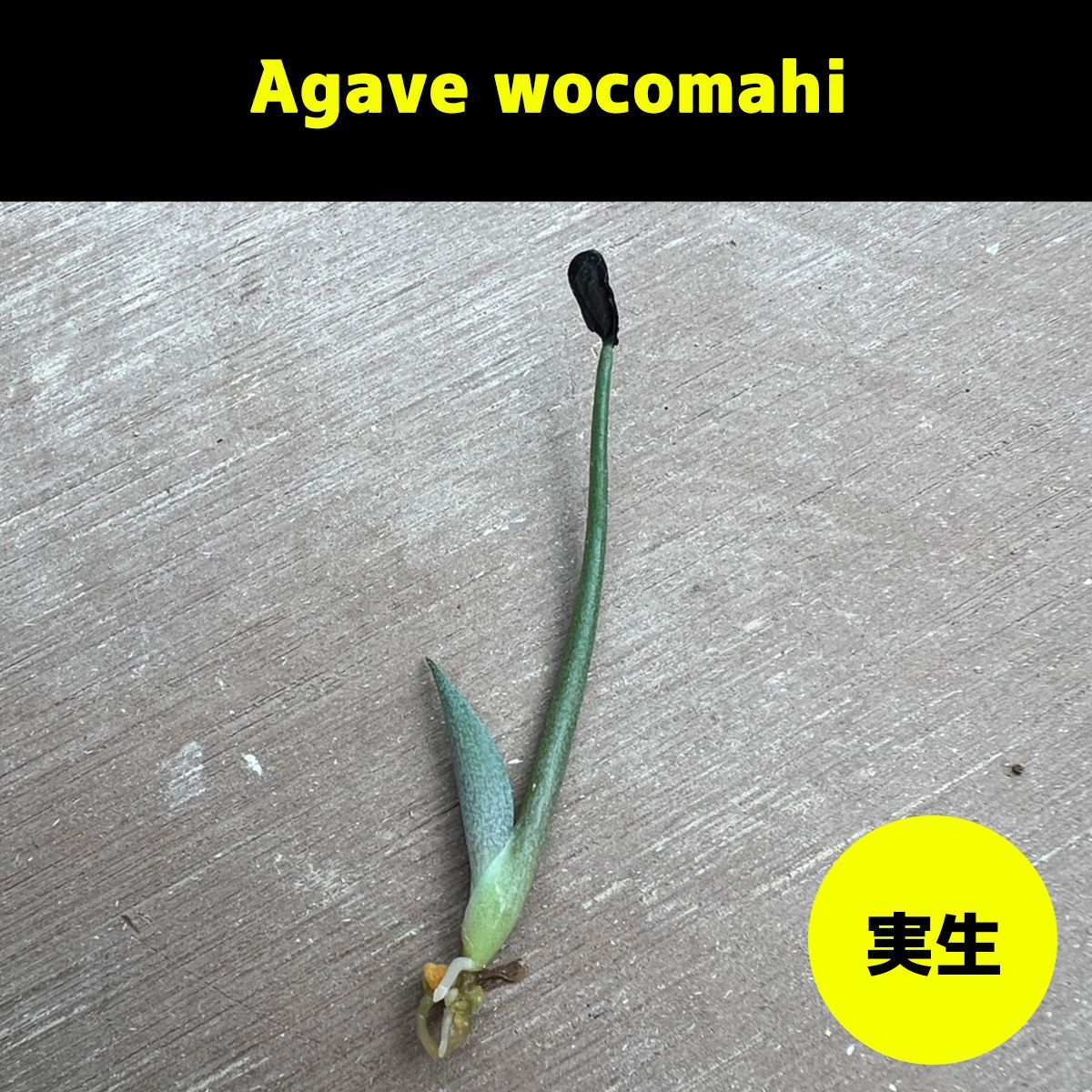 【実生】Agave wocomahi アガベ・ワコマヒー - odd good plant - メルカリ