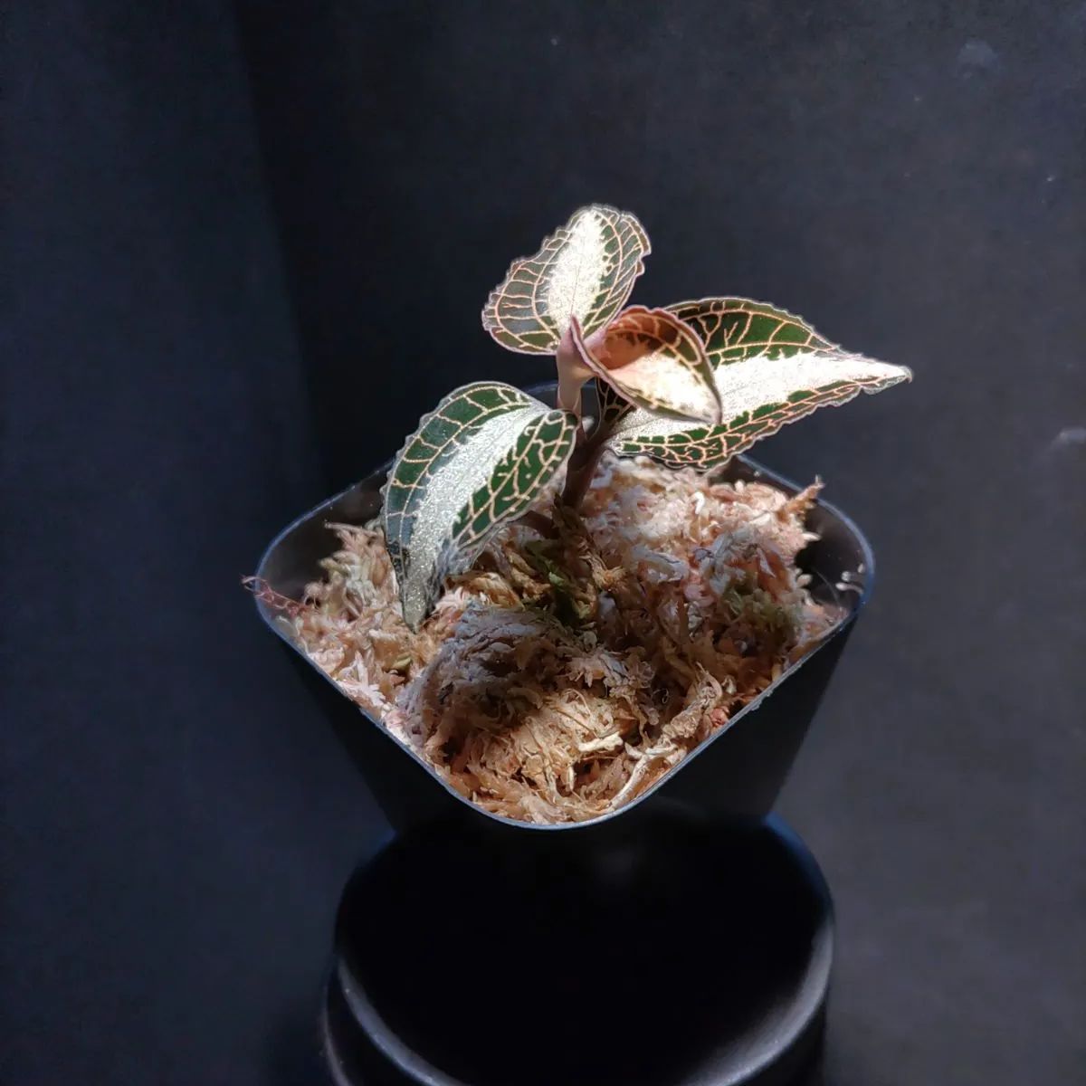 アネクトキルス ロビアーナス “More Pech” ジュエルオーキッド - Eye's factory - メルカリ