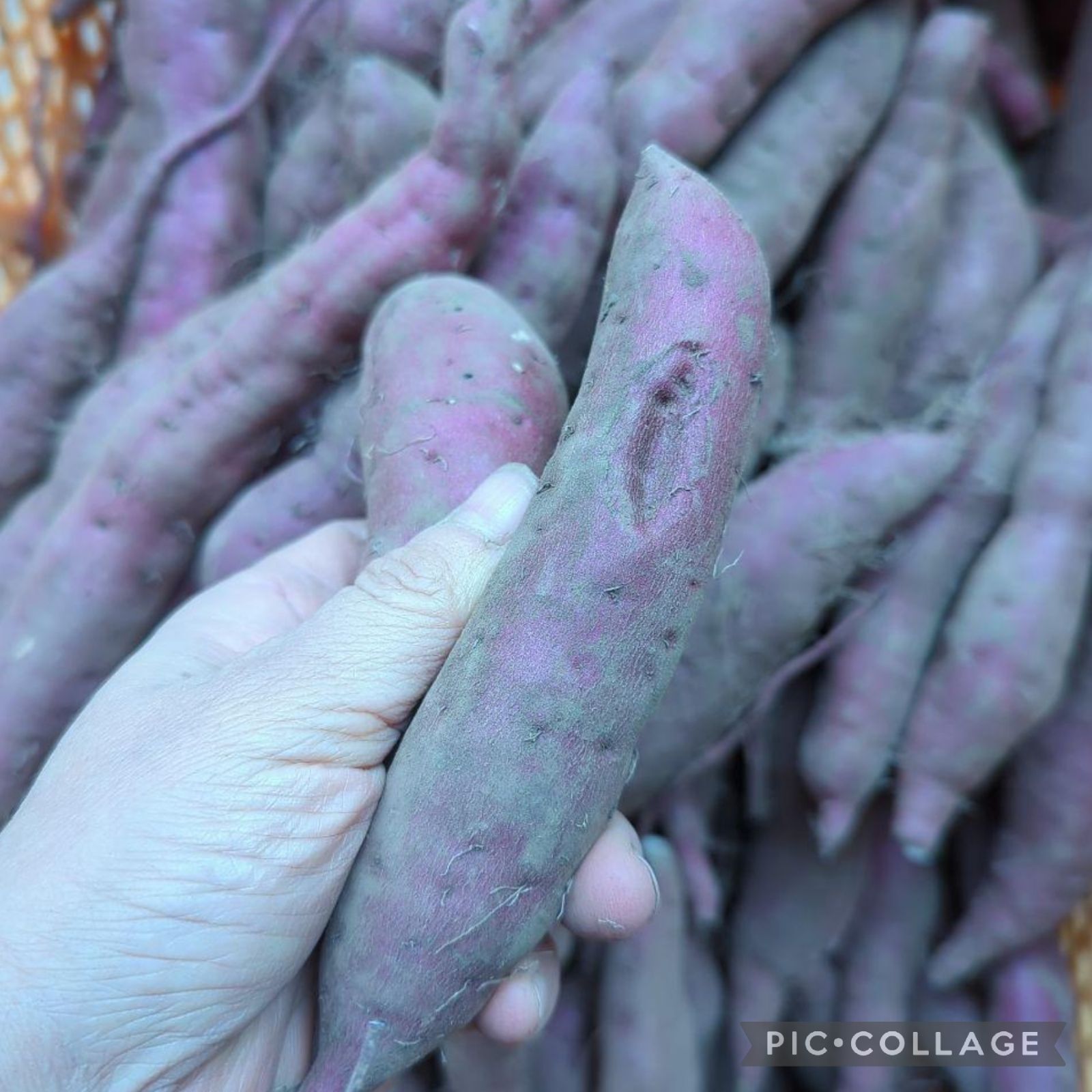 小さい紅あずま 2S 10kg【無農薬】訳あり - メルカリ