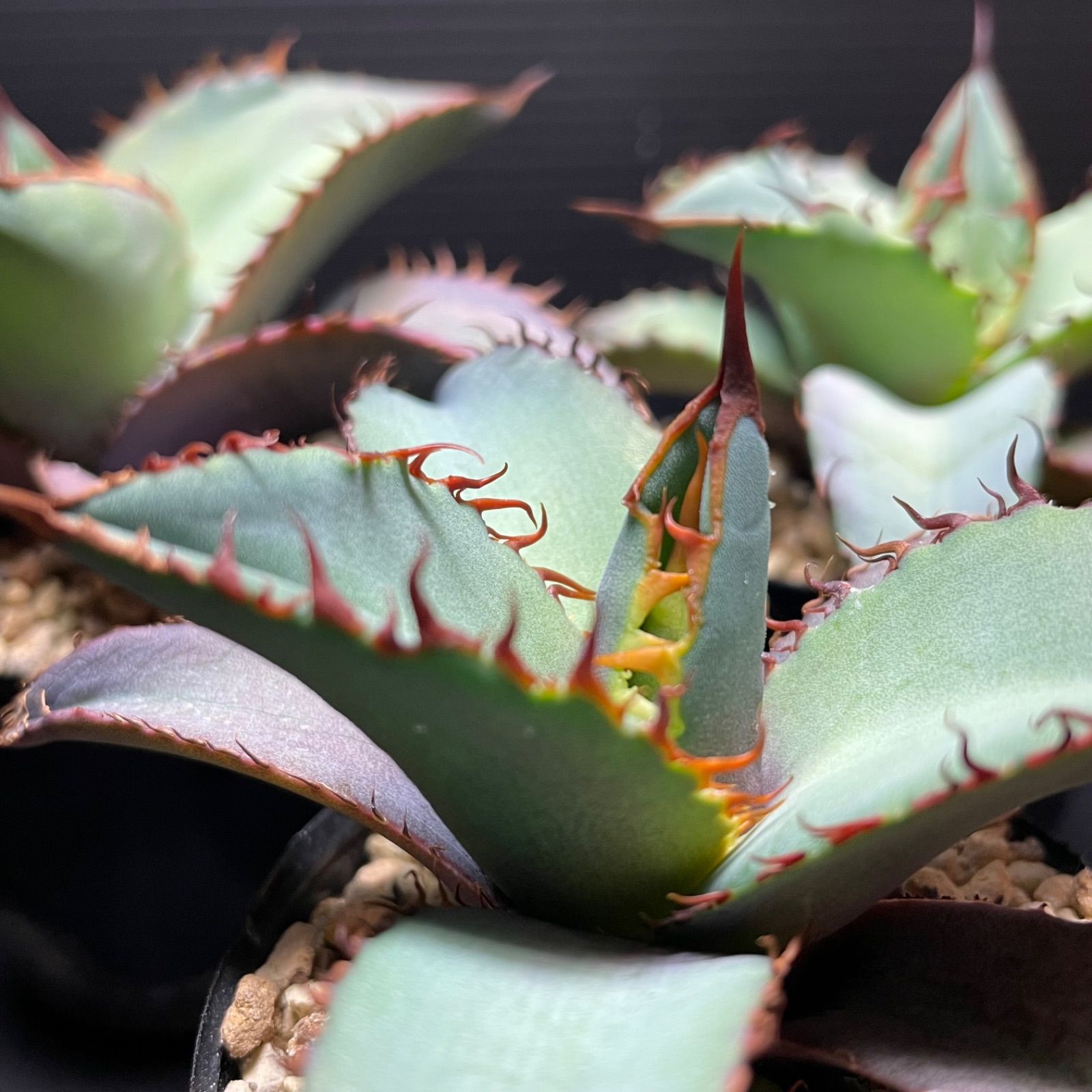 DP006アガベチタノタブルー実生3株セット Agave titanota blue seeding - メルカリ