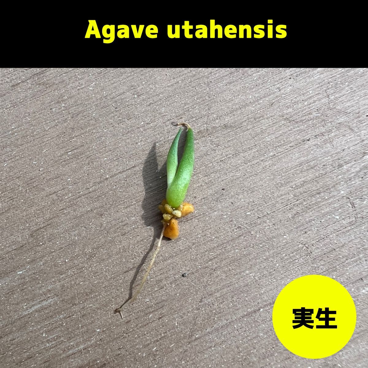 【実生】アガベ ユタエンシス｜Agave utahensis - odd good plant - メルカリ