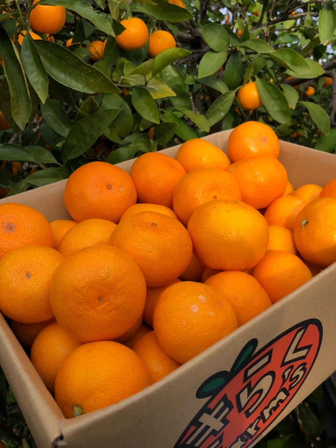 【産地直送】有田みかんサイズ:大玉(2L〜4L )10kg - メルカリ