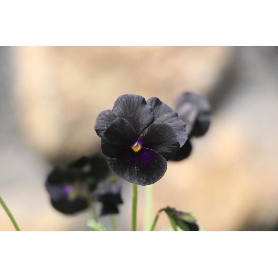 ビオラ ブラックデライト 3号ポット苗 3株販売 寄せ植え 花壇 - グリーンプラザ山長 - メルカリ