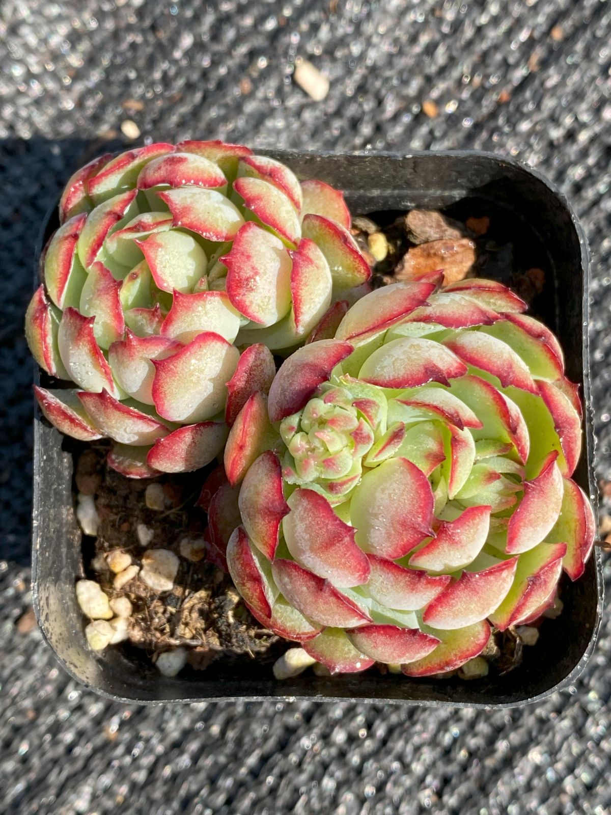 【1鉢の抜き苗セット】ドリームローズ 多肉植物 第四種郵便で発送 エケベリア 韓国苗 WY-662 - メルカリ