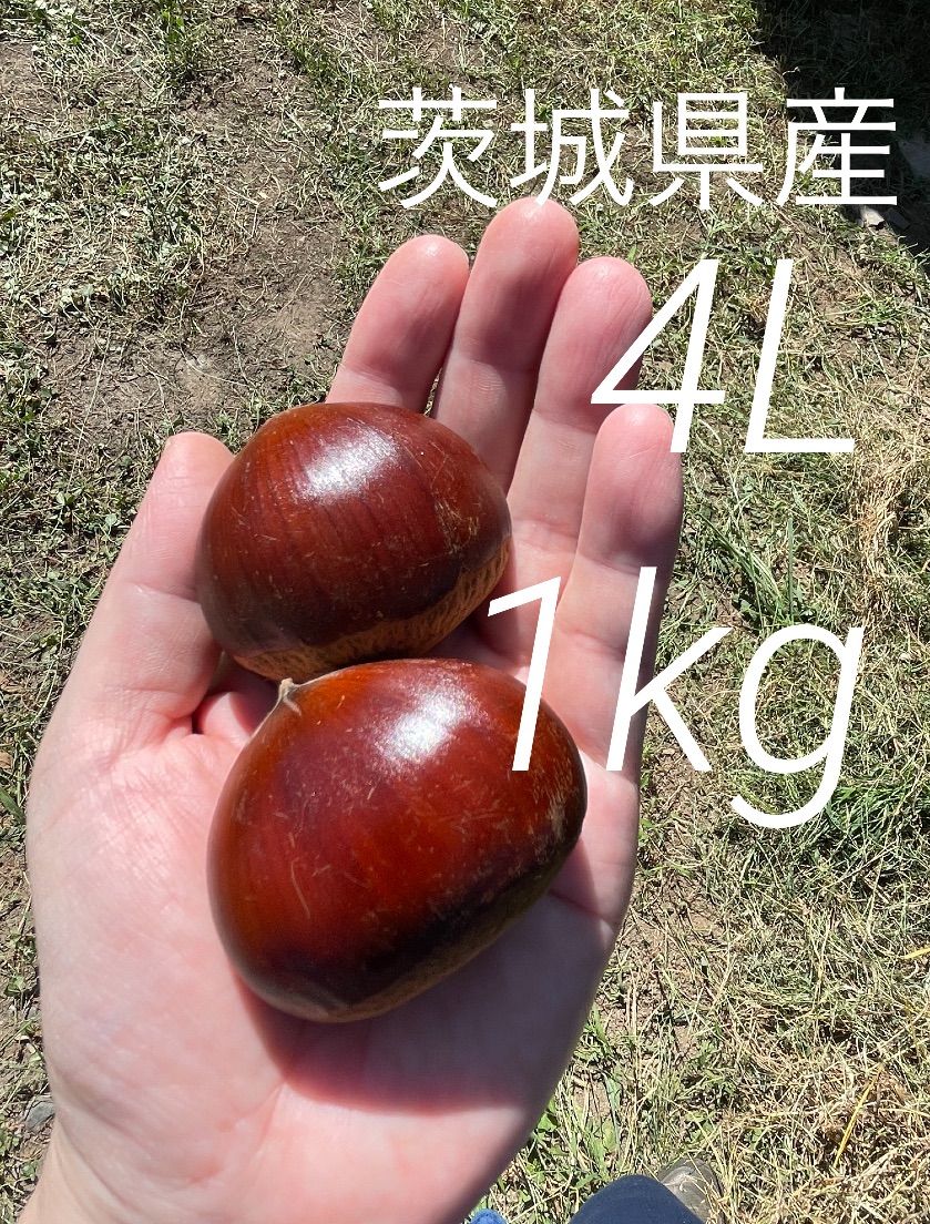 栗 生栗 4L 1kg - メルカリ