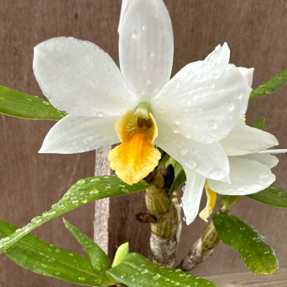 デンドロビウム ・スノーレディDendrobium Snow Lady 観葉植物 観葉 植物 珍奇植物 珍奇 珍しい レア 希少 着生ラン ...