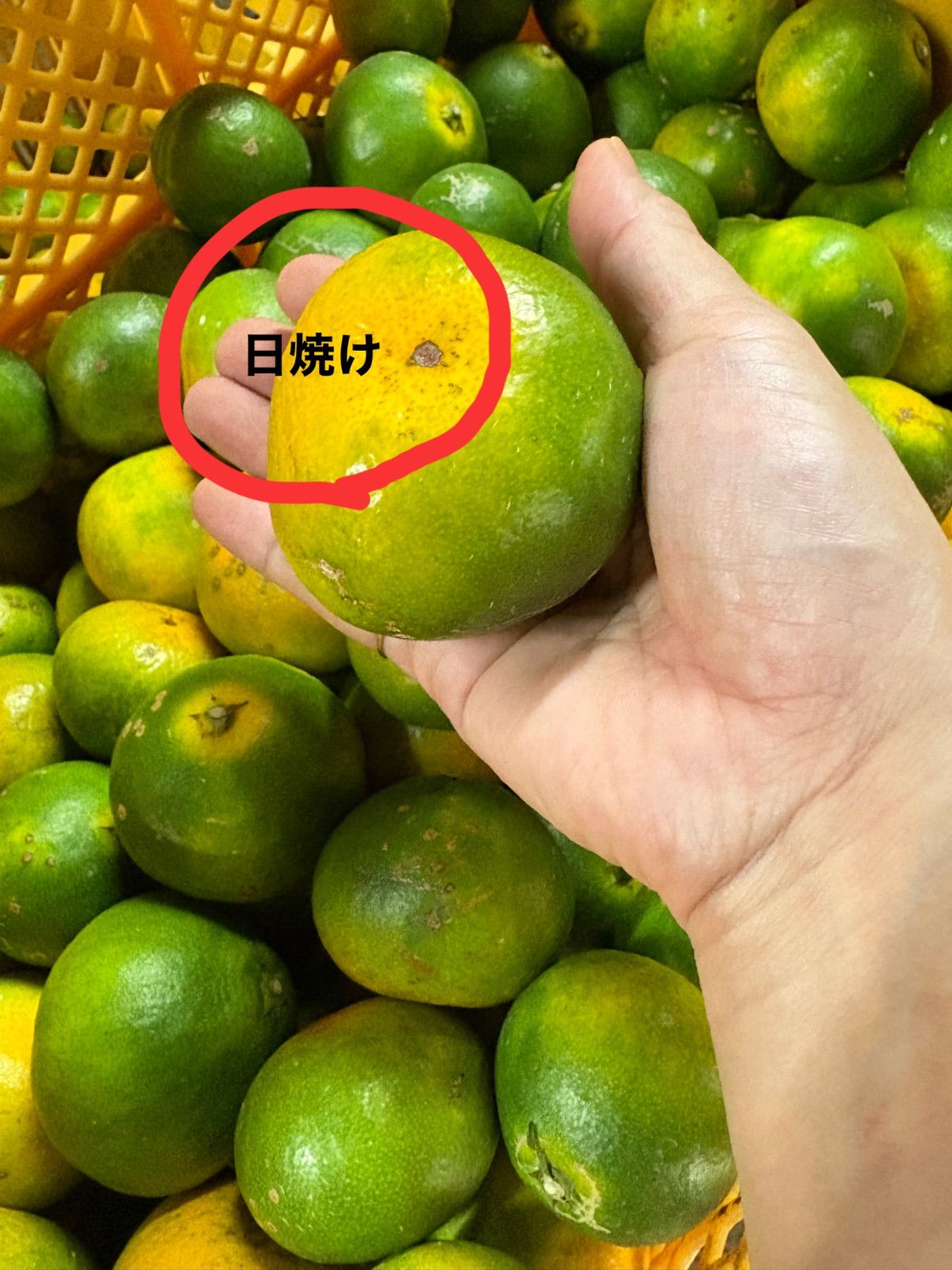 超訳あり 有田みかん 極早生YN26 5キロ - メルカリ