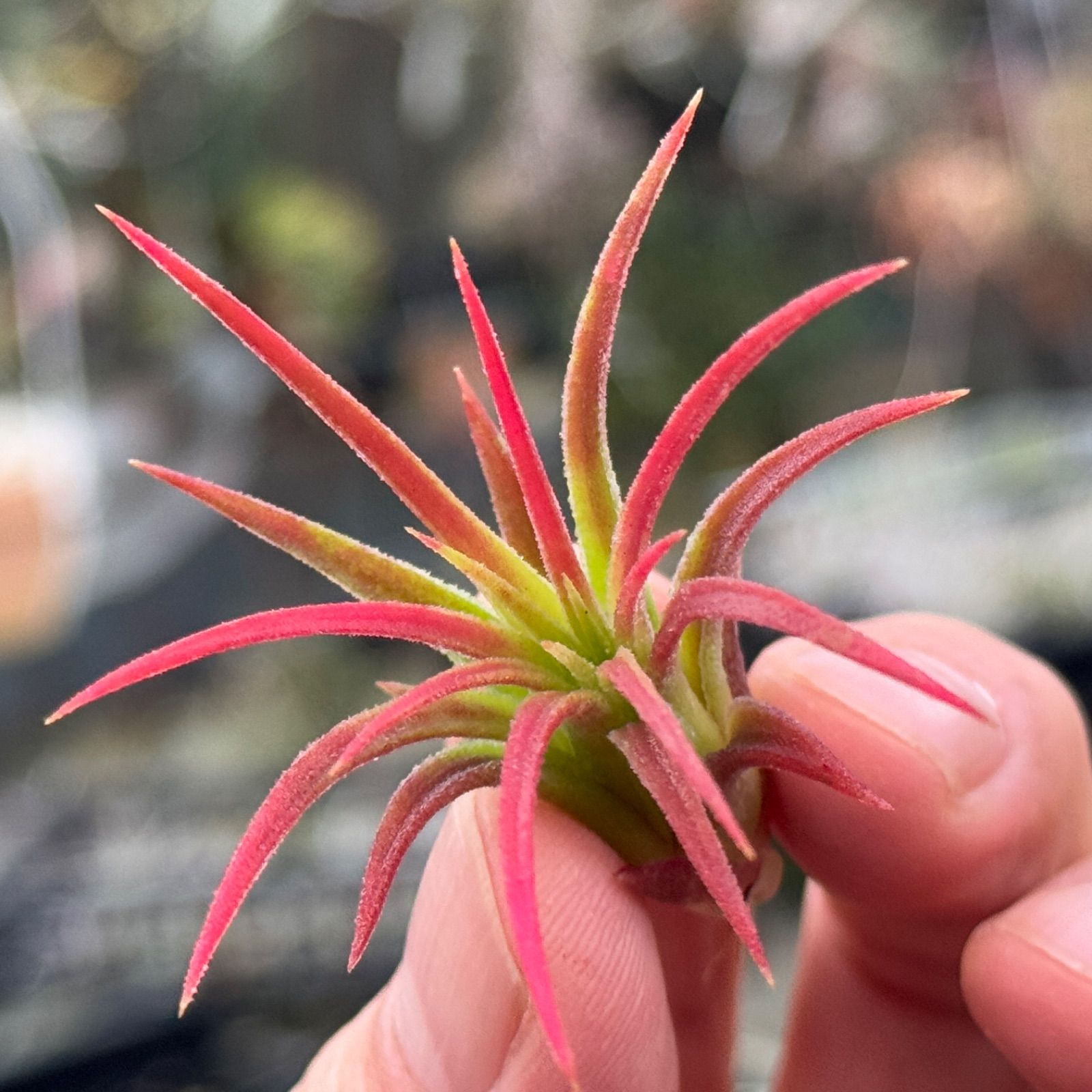 チランジア イオナンタ グレイス Tillandsia ionantha Grace＊エアプランツ＠フラワーショップ江口 - メルカリ