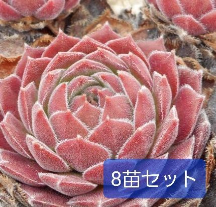 多肉植物 センペルビウム アップルブロッサム 抜き苗 8個 - メルカリ 多肉植物 センペルビウム アップルブロッサム 抜き苗 8個 - メルカリ