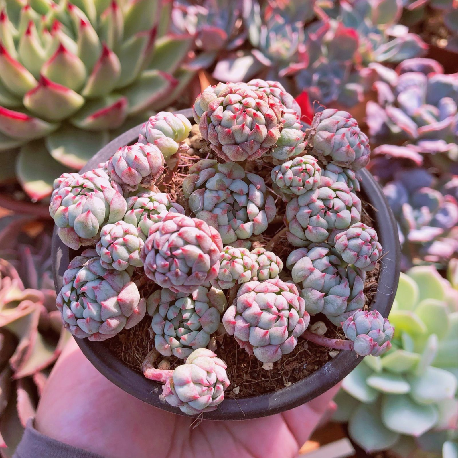 多肉植物 グロブローサxブルーミニマ 群生 るる農園 - メルカリ 多肉植物 グロブローサxブルーミニマ 群生 るる農園 - メルカリ