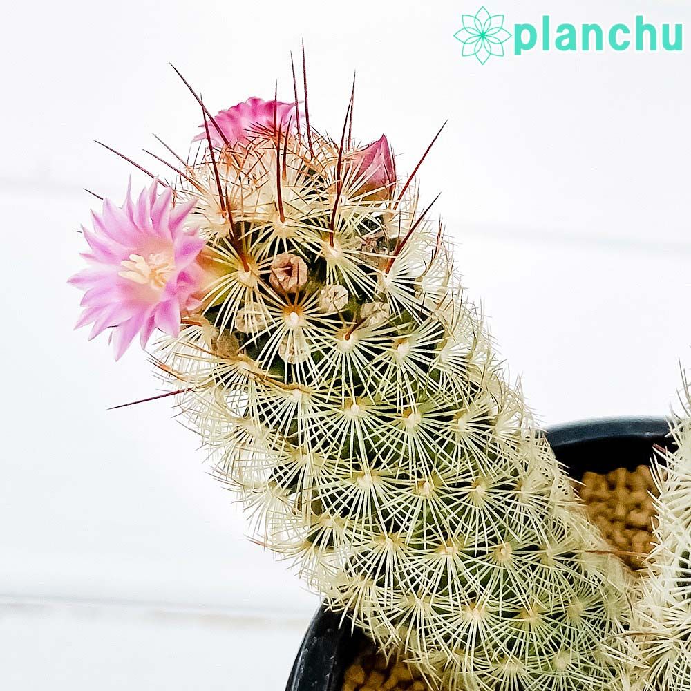 PLANCHU サボテン マミラリア ピンクニンフ 3号鉢 受け皿付き 育て方説明書付き Mammillaria ‘Pink Nymph’ - メルカリ