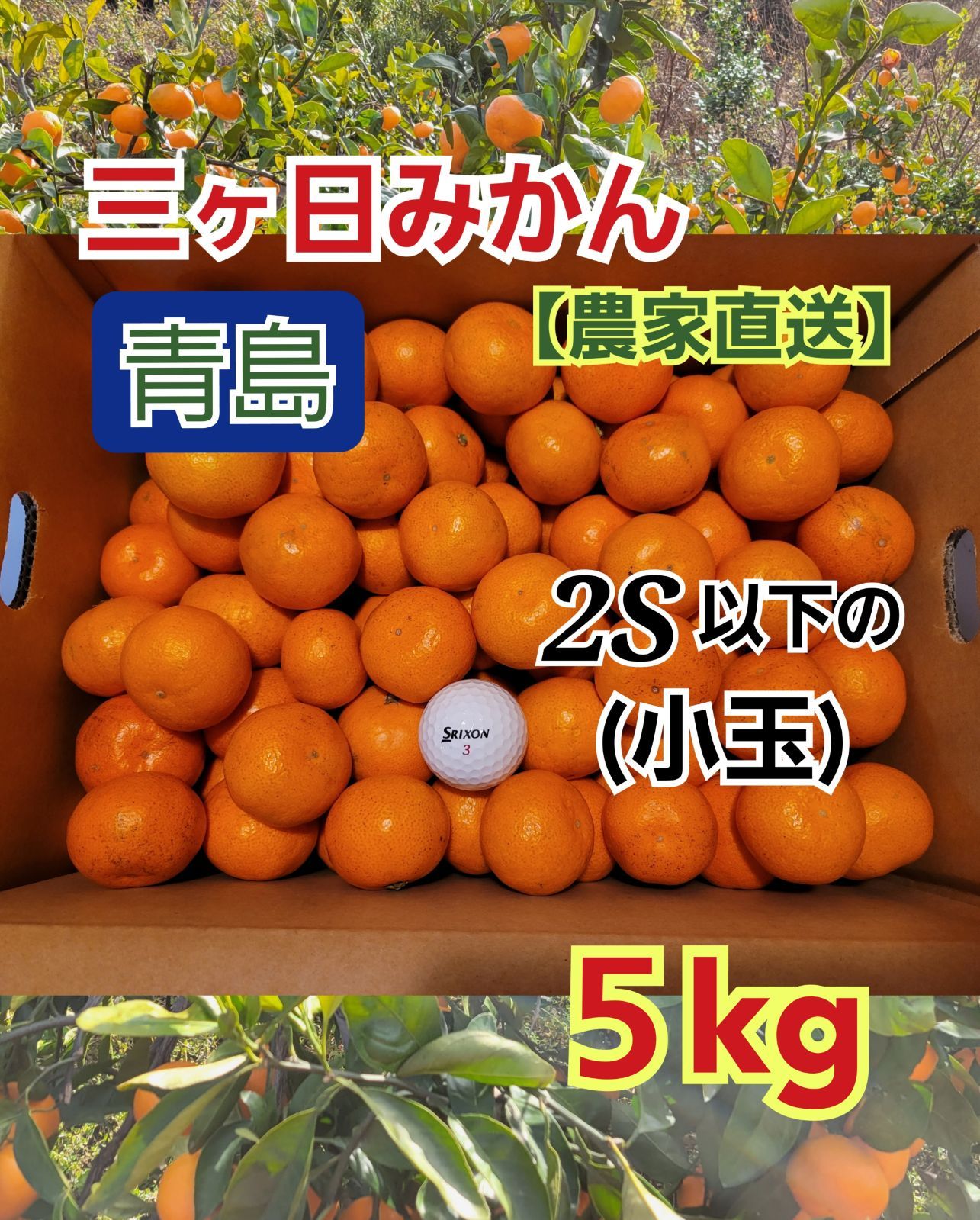 ★青島みかんの【5kg】2S以下(小玉)【農家直送】三ヶ日みかん⚠️今期分完売 - メルカリ