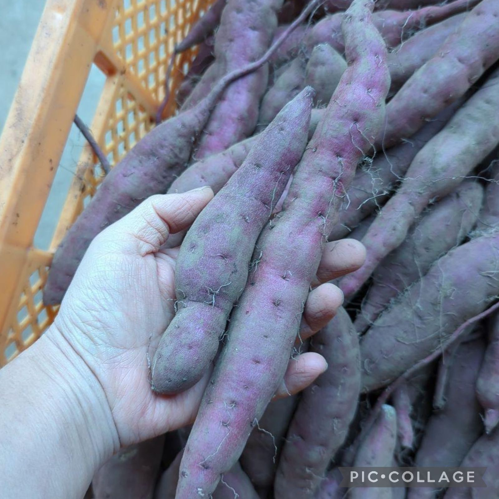 小さい紅あずま 2S 10kg【無農薬】訳あり - メルカリ