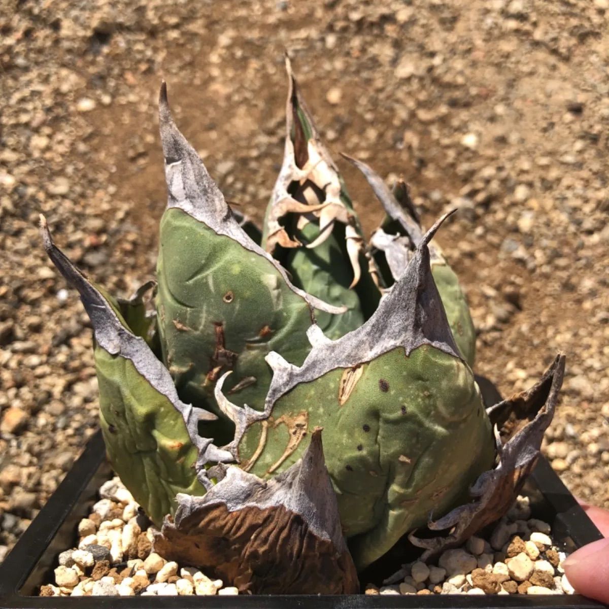 agave oteroi oaxaca - H.r.M plants - メルカリ