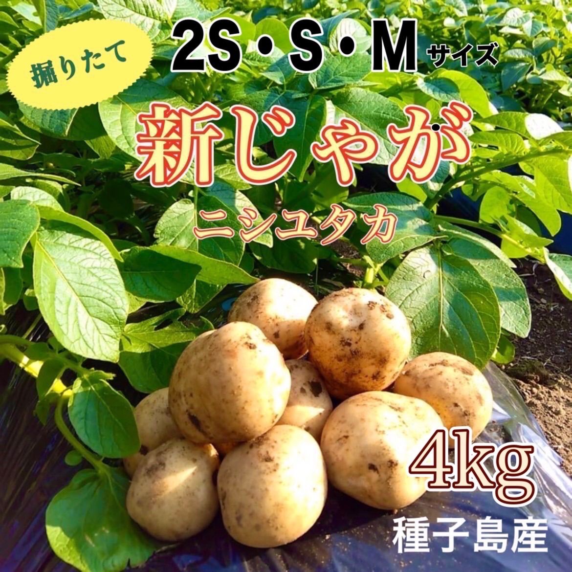 【掘りたて】種子島産 新じゃがいも 2S・S・Mサイズ 4kg (箱別) - メルカリ