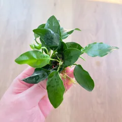 【2026年最新】アヌビアス 水中葉の人気アイテム - メルカリ