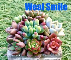 Weal Smile Store - メルカリShops