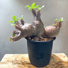オススメのパキポディウム 】 オススメのパキポディウム 】