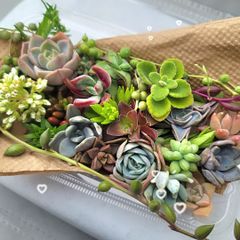 多肉植物 ミッフィー×寄せ植え - メルカリ 多肉植物 ミッフィー×寄せ植え - メルカリ