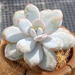 粉系 粉系
